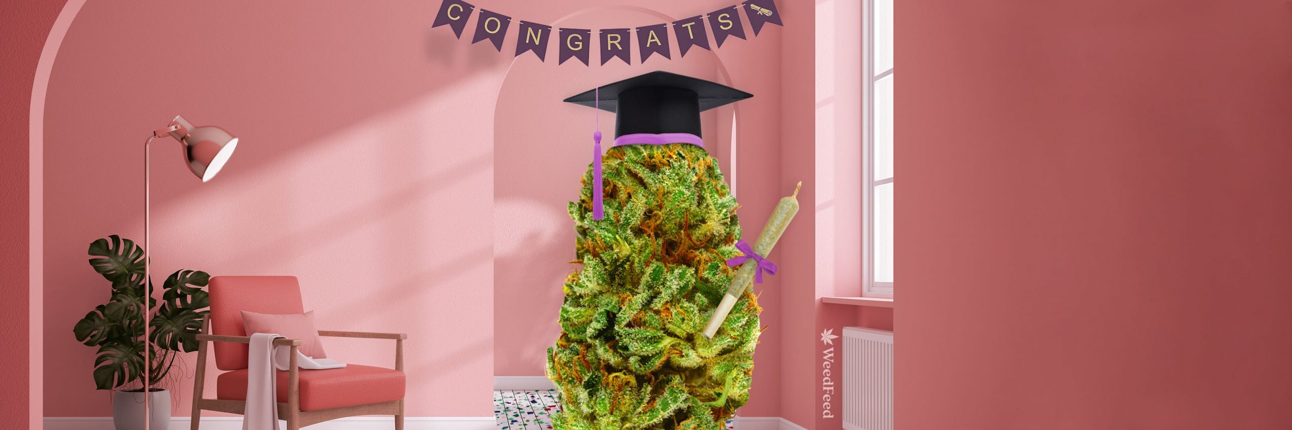 Weed 101: An Intro to Cannabis Culture - WeedFeed