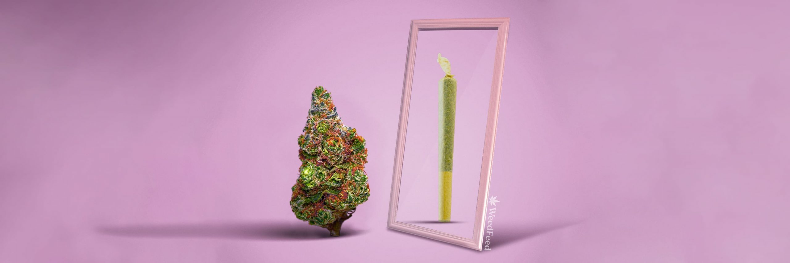 Cannabis Clothing: Hemp and Stylish Sustainability - WeedFeed